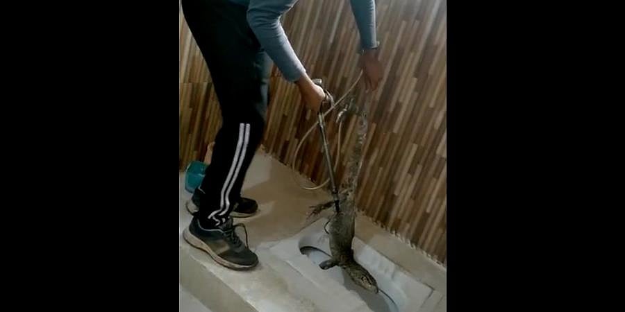 Bengal monitor lizard rescued from toilet in Bhubaneswar