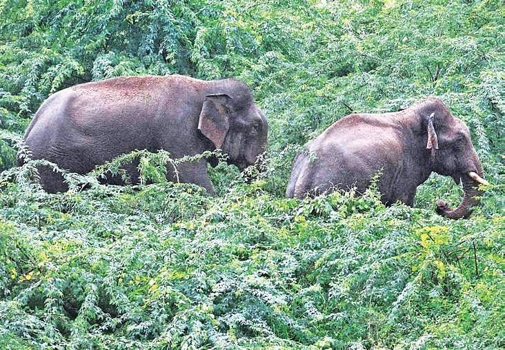 Restoration of habitat only way to check elephant intrusion in Tirunelveli