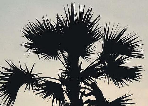 Palmyra tree roots stronger in TN