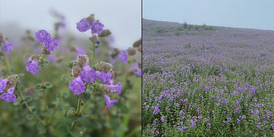 Hillocks in Kodagu bleed purple as rare Kurinji flower blossoms after ...