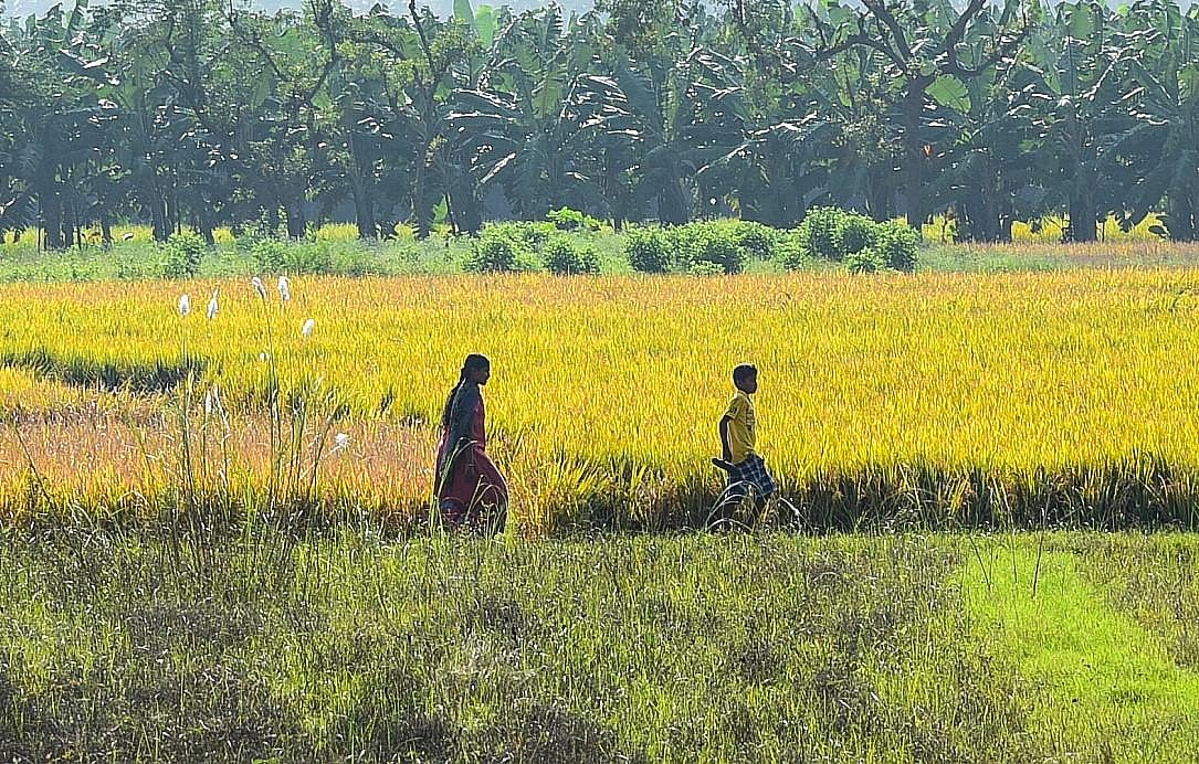 Niraputhari festival on August 16