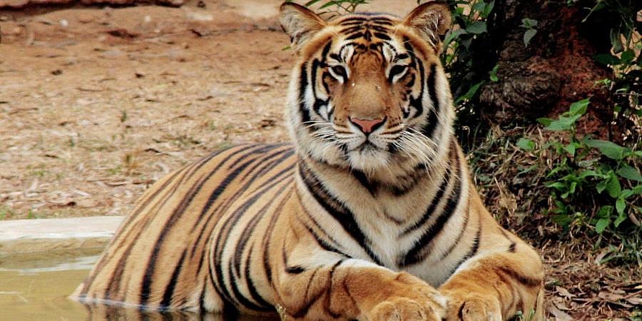 Maharashtra: Tiger spotted in Kinwat range of Nanded district