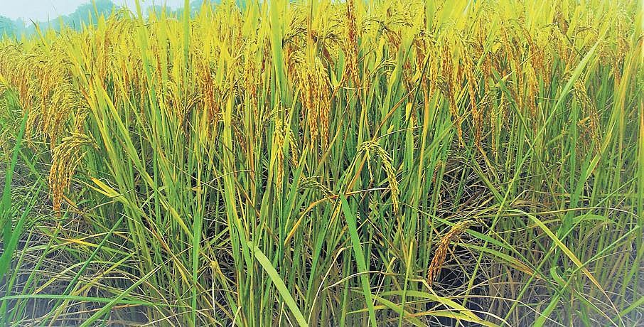 NRRI develops nine high yielding paddy varieties for Odisha farmers