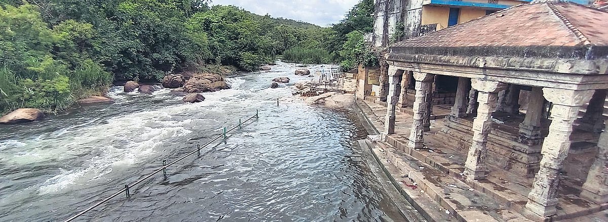 River Tharmirabarani needs more exploration to know its fish diversity
