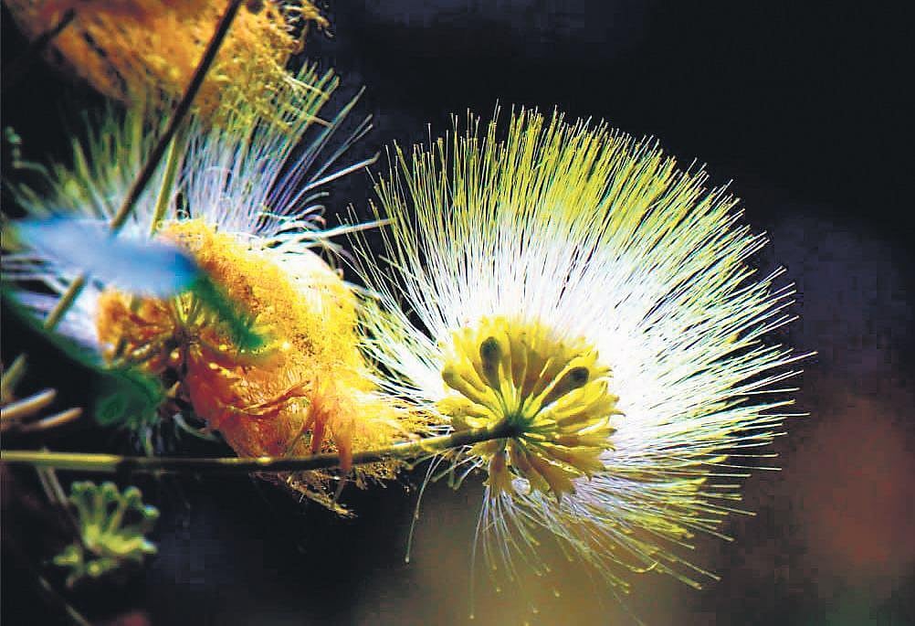 Chera Kingdom Flower Name | Best Flower Site