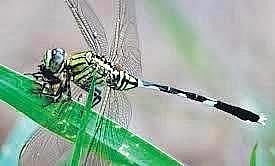 Dragonfly fest: Backyard odonata watch Sunday