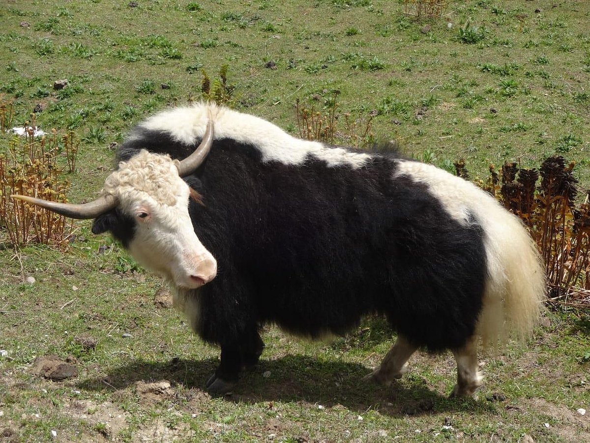 Yak farming in Arunachal Pradesh gets a boost as banks chip in with ...