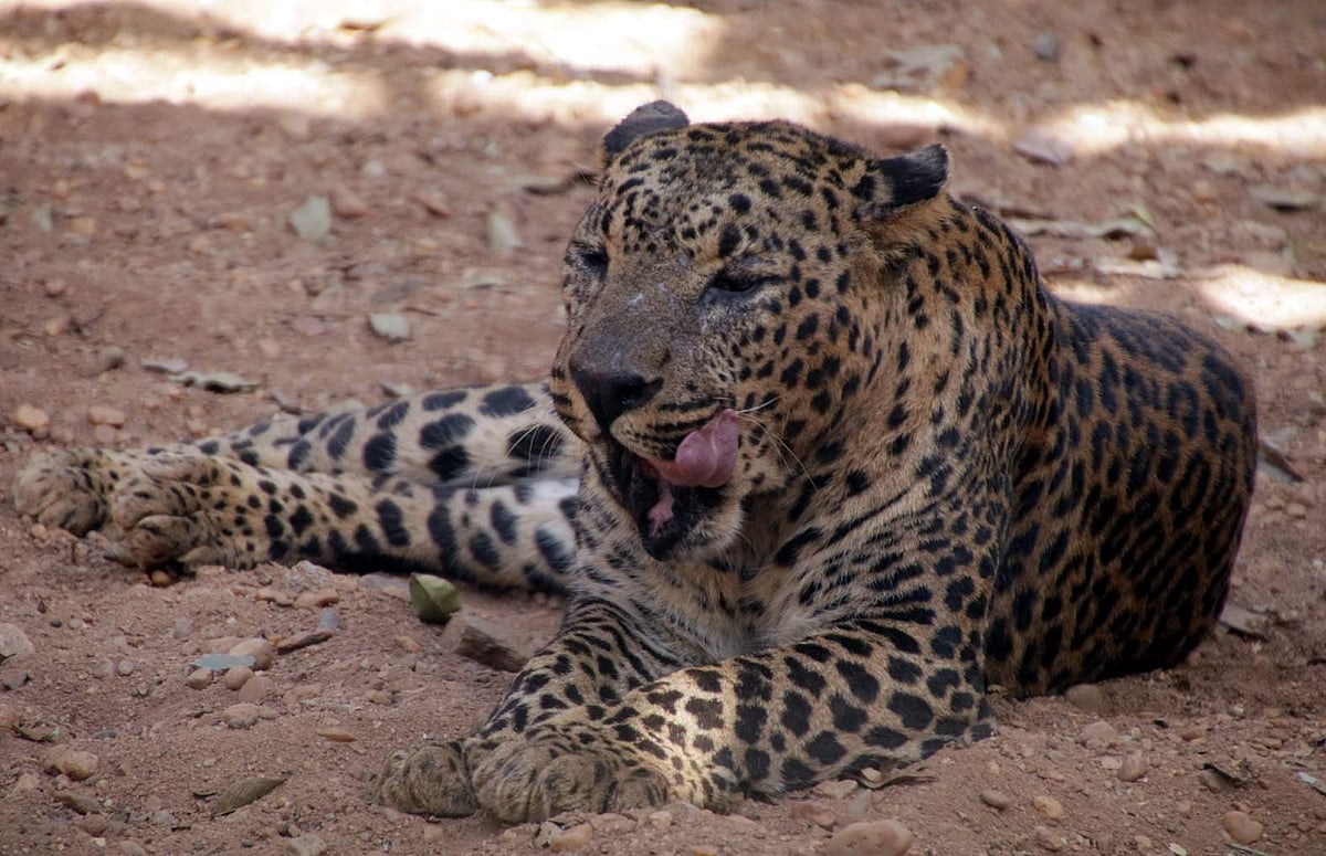 Madhya Pradesh to auction filming right of cheetahs in the wild