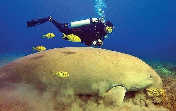 India’s 1st dugong conservation reserve to be in TN