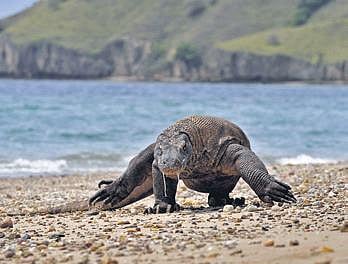 Komodo dragon, two-in-five shark species lurch towards extinction