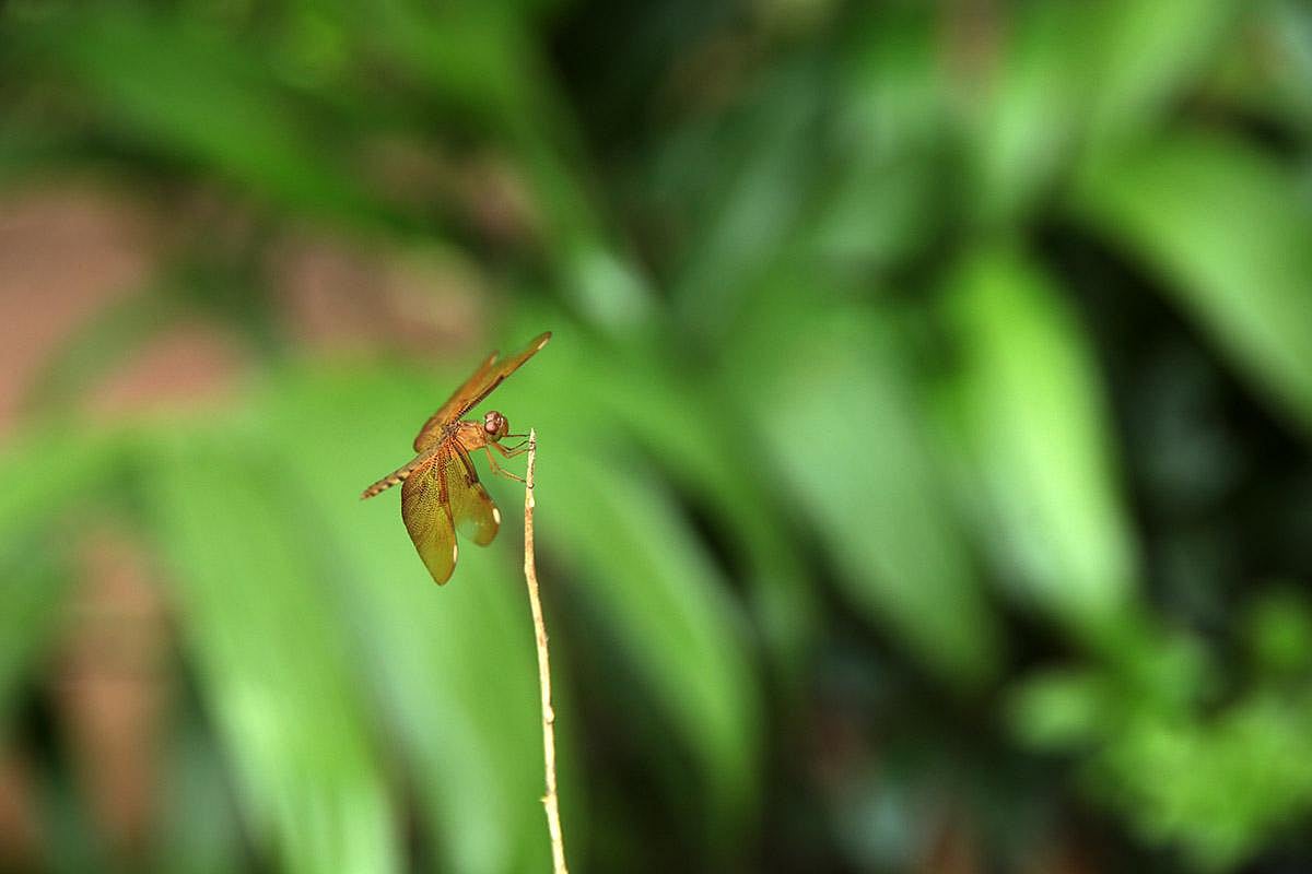 2nd dragonfly fest launched