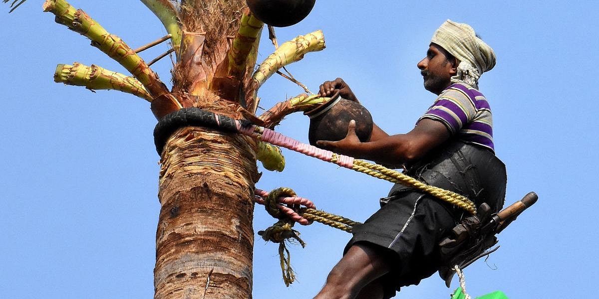 Palm tree workers board gets new lease of life a decade later