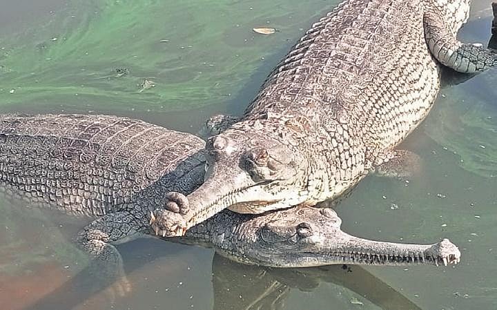Conservationists rejoice as 30 more gharials hatch in Odisha's Satkosia ...