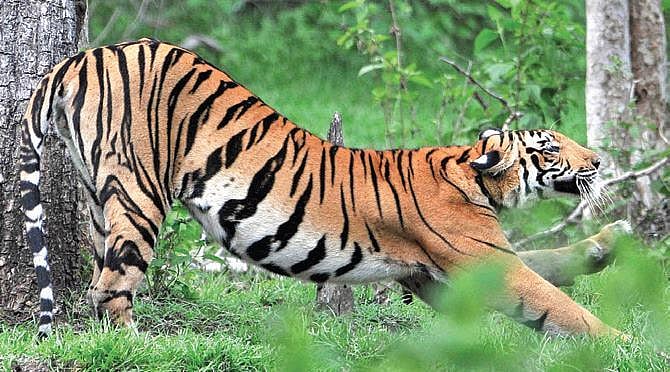 ATR, MTR get funds to implement work under Project Tiger