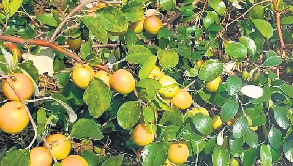 Fruits of Kashmir bloom in Ganjam farmers’ field