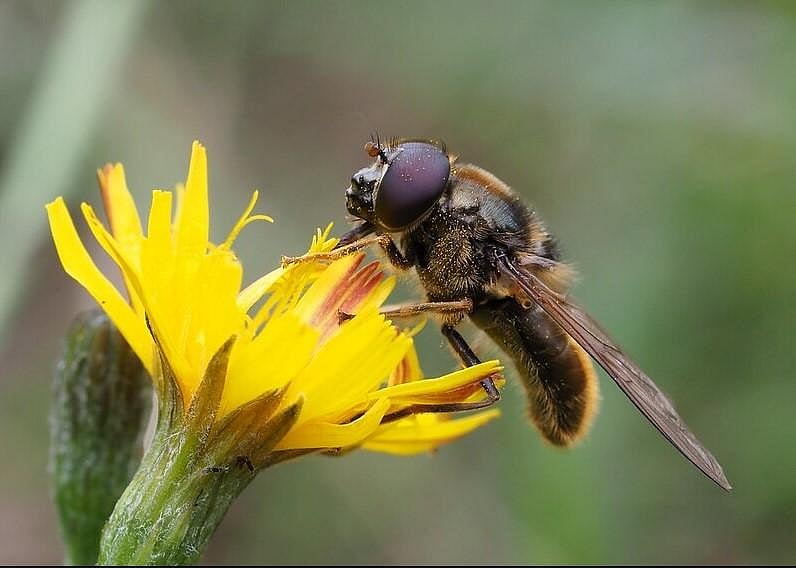 Extinction threatens pollinating hoverfly species in Europe: IUCN