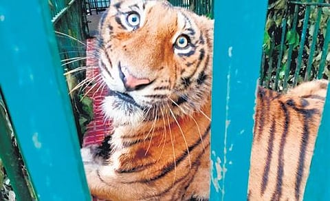 Valparai tiger doing well after dental surgery