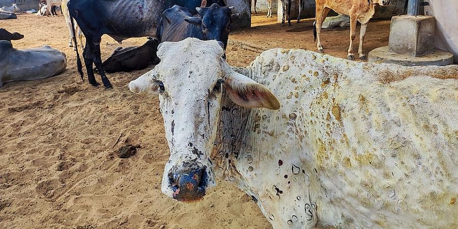 This vax can prevent lumpy skin disease