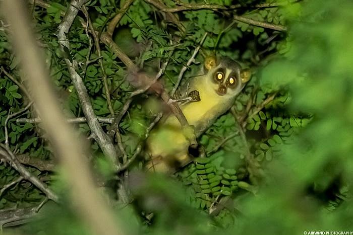 Slender loris sanctuary will put Kadavur on national map, say Karur ...