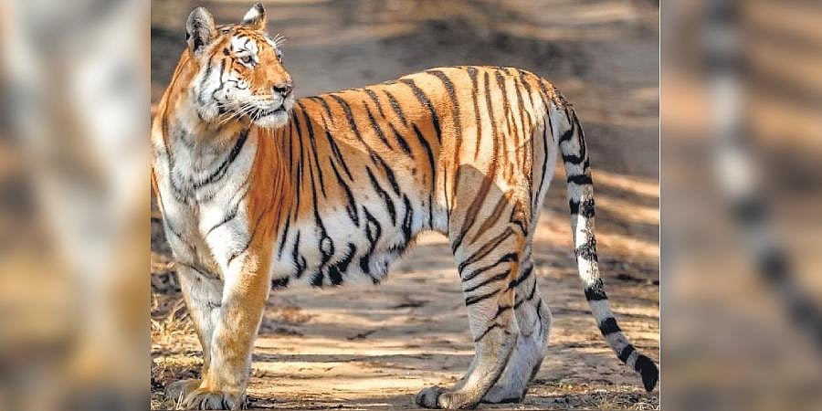 Tiger terror in Wayanad again, seven goats killed