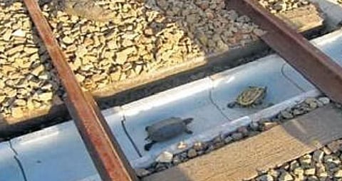 Railway underpass for reptiles in Western Ghats soon