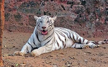 White tigress Bijaya dies in Nandankanan