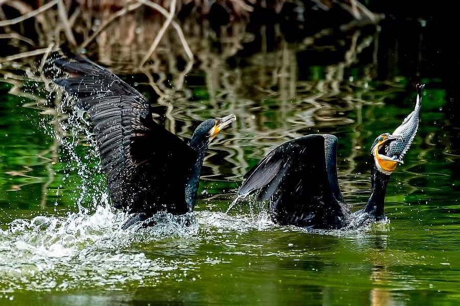 Seven villages around Vellode bird sanctuary celebrate cracker-free ...