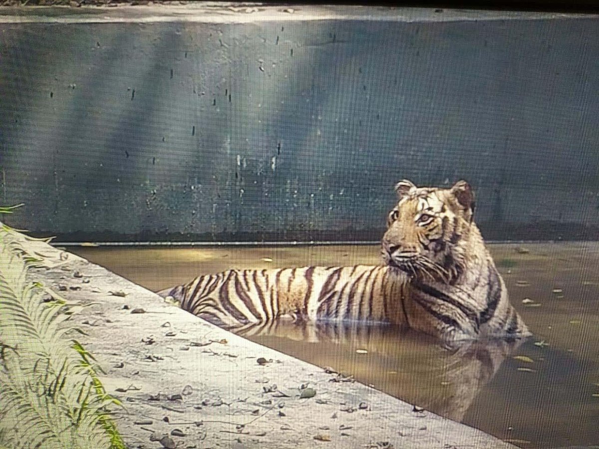 Valparai tiger cub shifted to enclosure