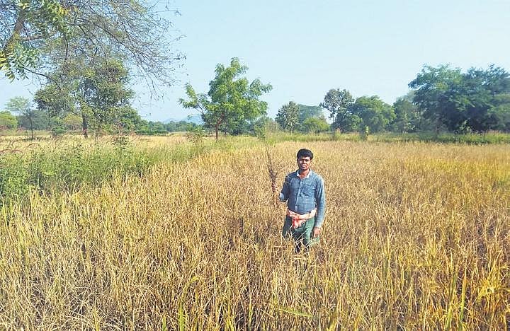 After BPH attack, rice blast infestation worry for Nuapada farmers