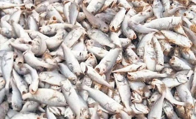 Andhra govt initiates measures to boost aquaculture
