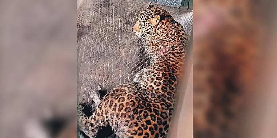 Injured leopard being treated at Theppakkadu in Tamil Nadu
