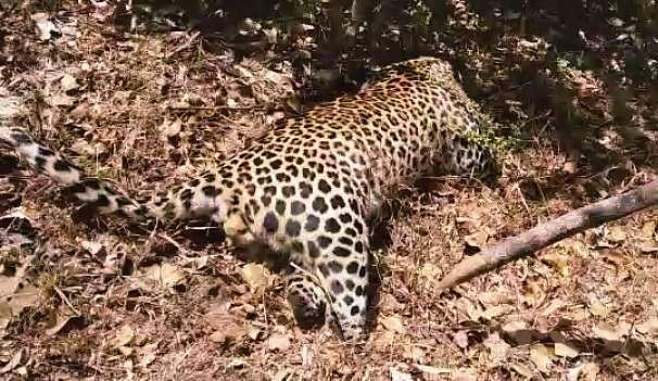 Leopard death: Autopsy does not reveal cause, samples to be sent for ...