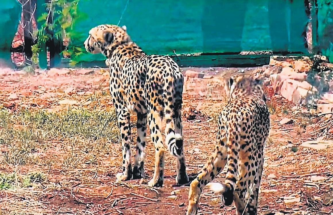 49 days after arrival, 2 Cheetahs shifted to big enclosure at Kuno