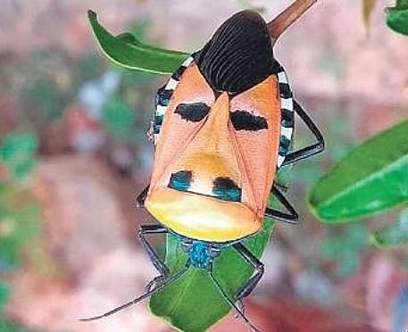 ‘Hitler-faced’ stink bugs spotted in Gadag district are so Kafkaesque