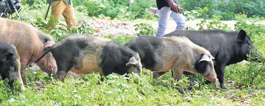 Farmers cry foul as smuggling of pigs continues in Kerala