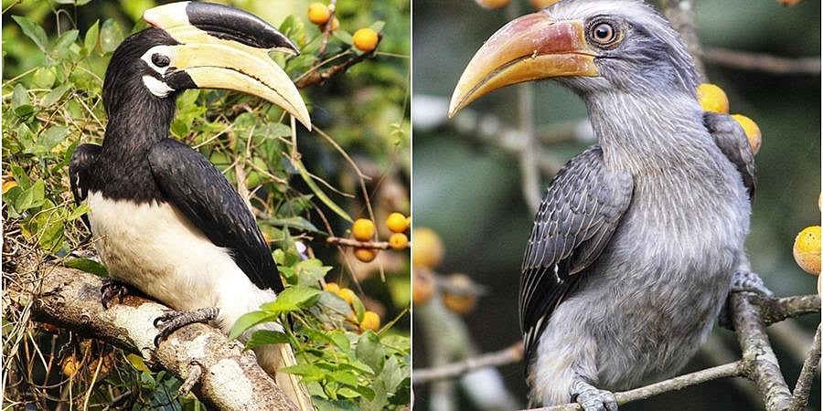 Joida -- Karnataka’s new birdwatching destination