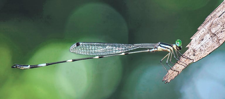 Dainty damsel of the dark, deep woods of Western Ghats