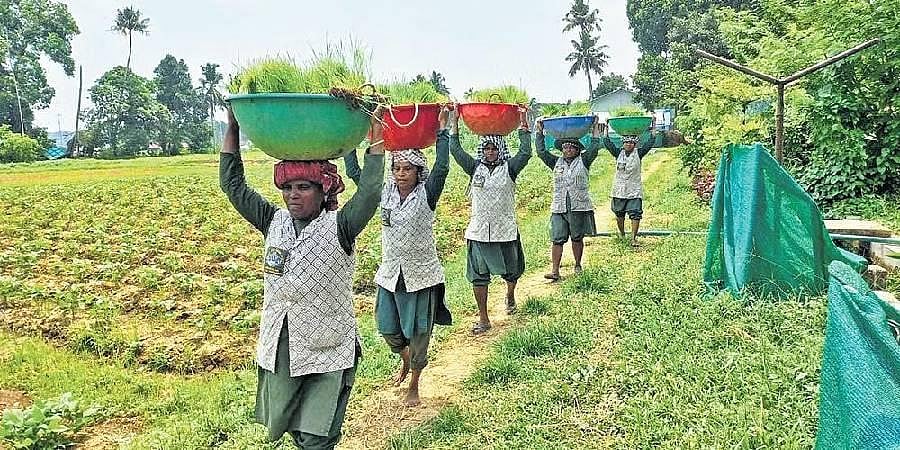 Kerala Seed Farm to be declared carbon-neutral