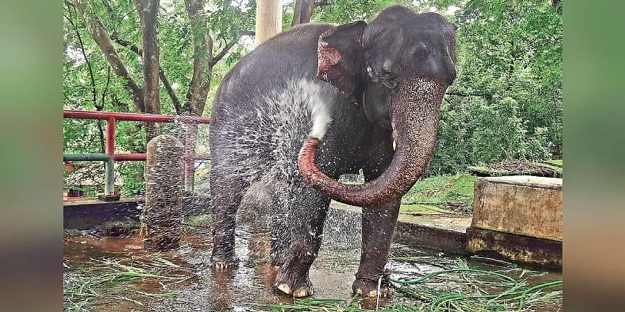 Kerala: Eco-friendly files from elephant poop, Konni camp smells profit ...