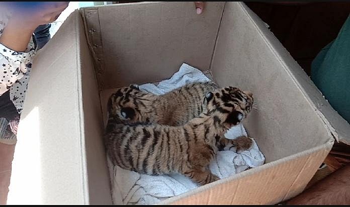 One of 3 elusive tiger cubs found dead in Nagarahole
