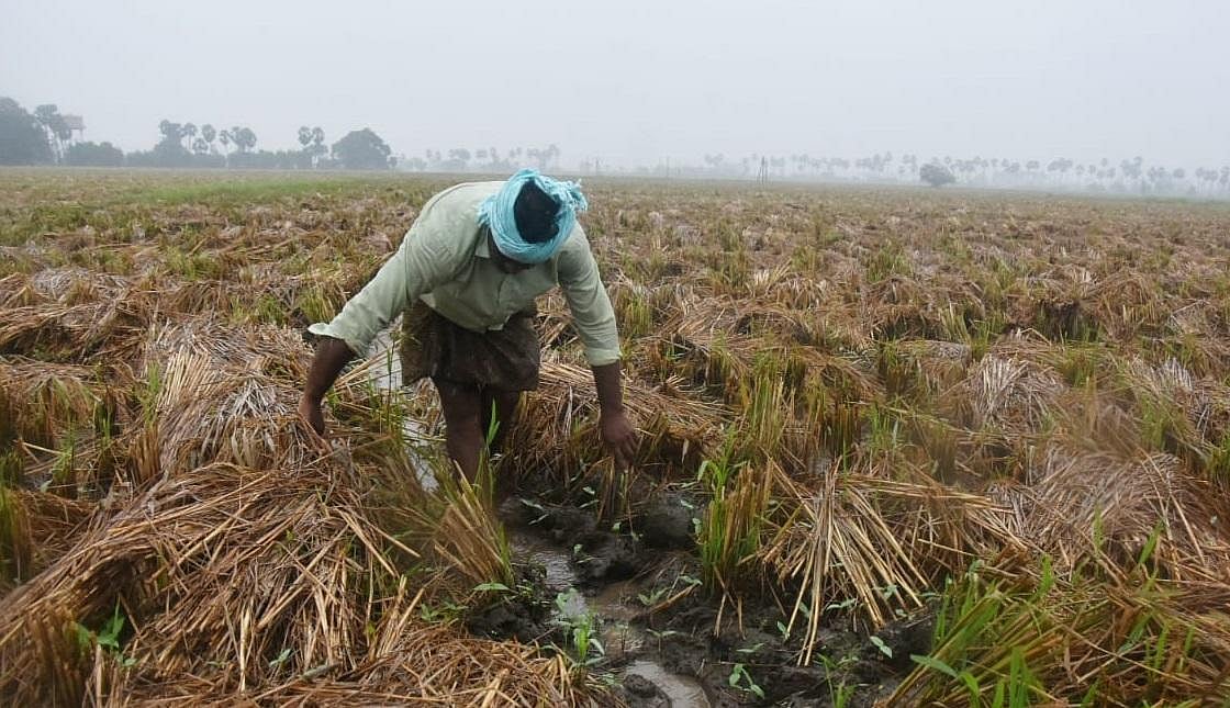 Excess rainfall hits sowing of rabi crops in state