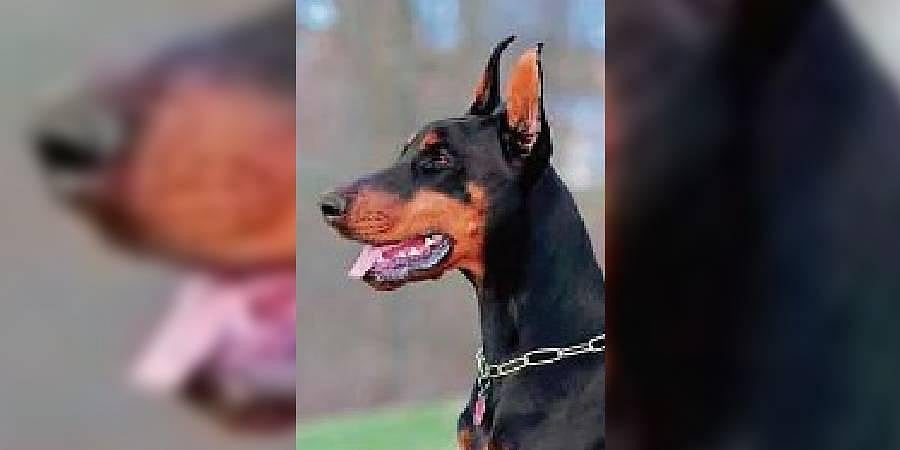 Doberman bites into explosive object, dies in Bengaluru