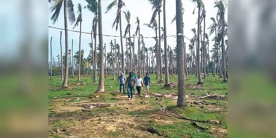 Saltwater stagnation kills coconut trees in Konaseema