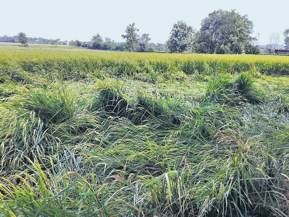 1,437 hectares of paddy inundated in Ranipet