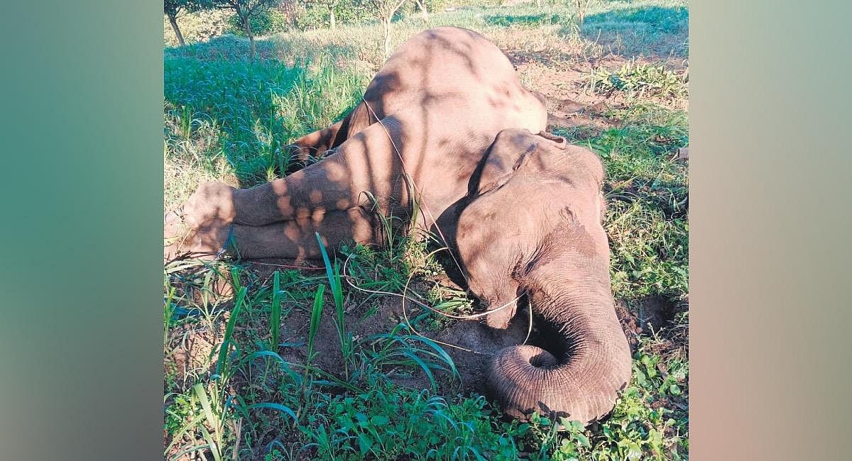 Elephant chews on live wire in Andhra, gets electrocuted