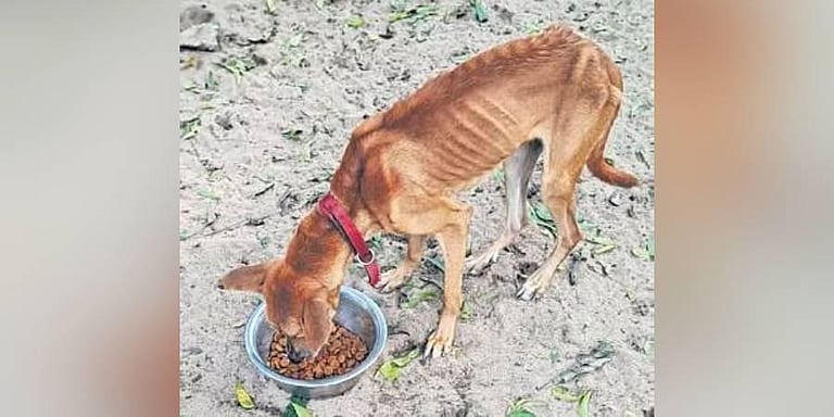 101 malnourished animals rescued from shelter in Chennai
