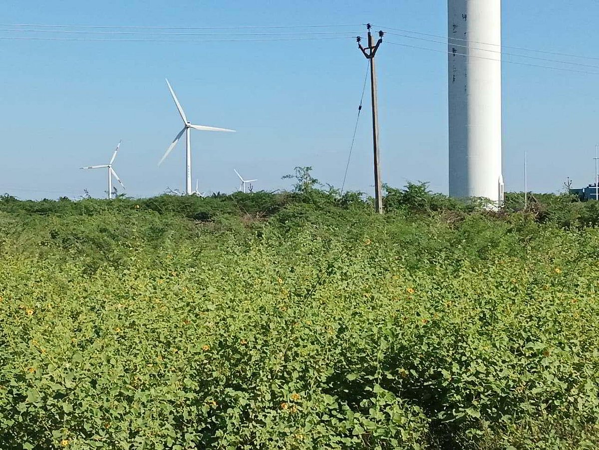 Wind farms turn nesting grounds for wild boars