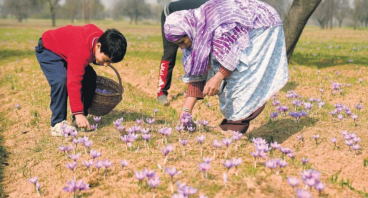 Kesar comeback: Kashmir's expensive spice doubles after success of NSM