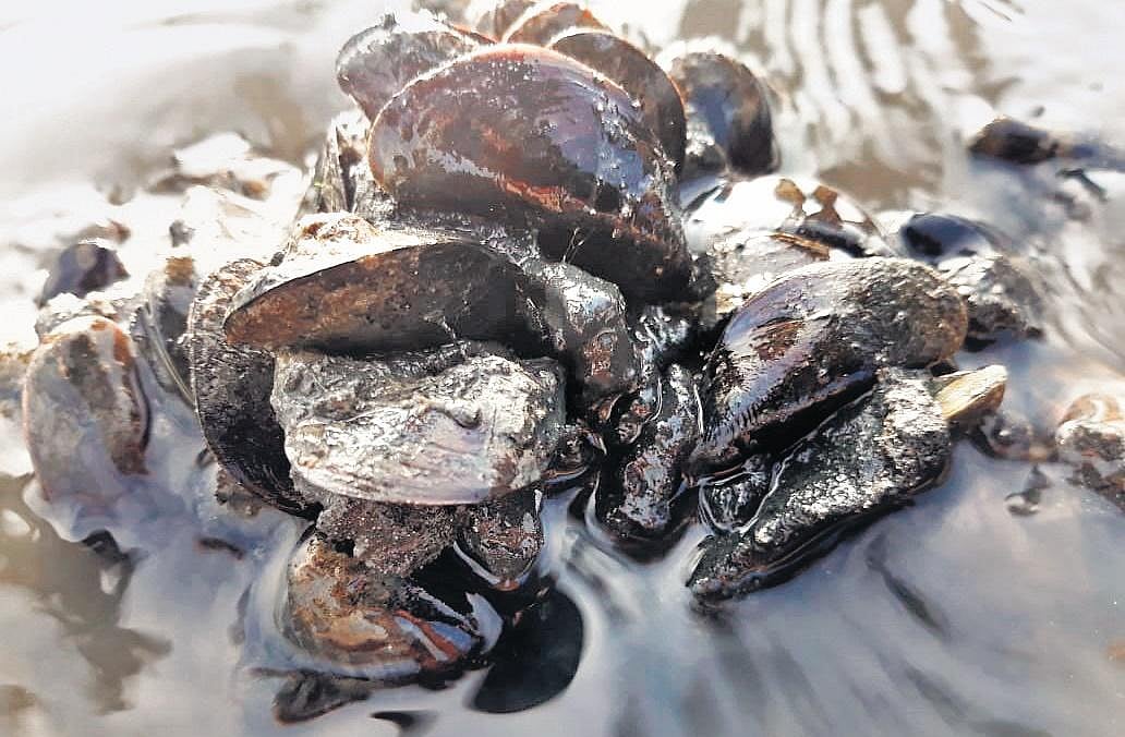 Alien mussel species invade Ennore wetlands, fishers’ livelihood on ...