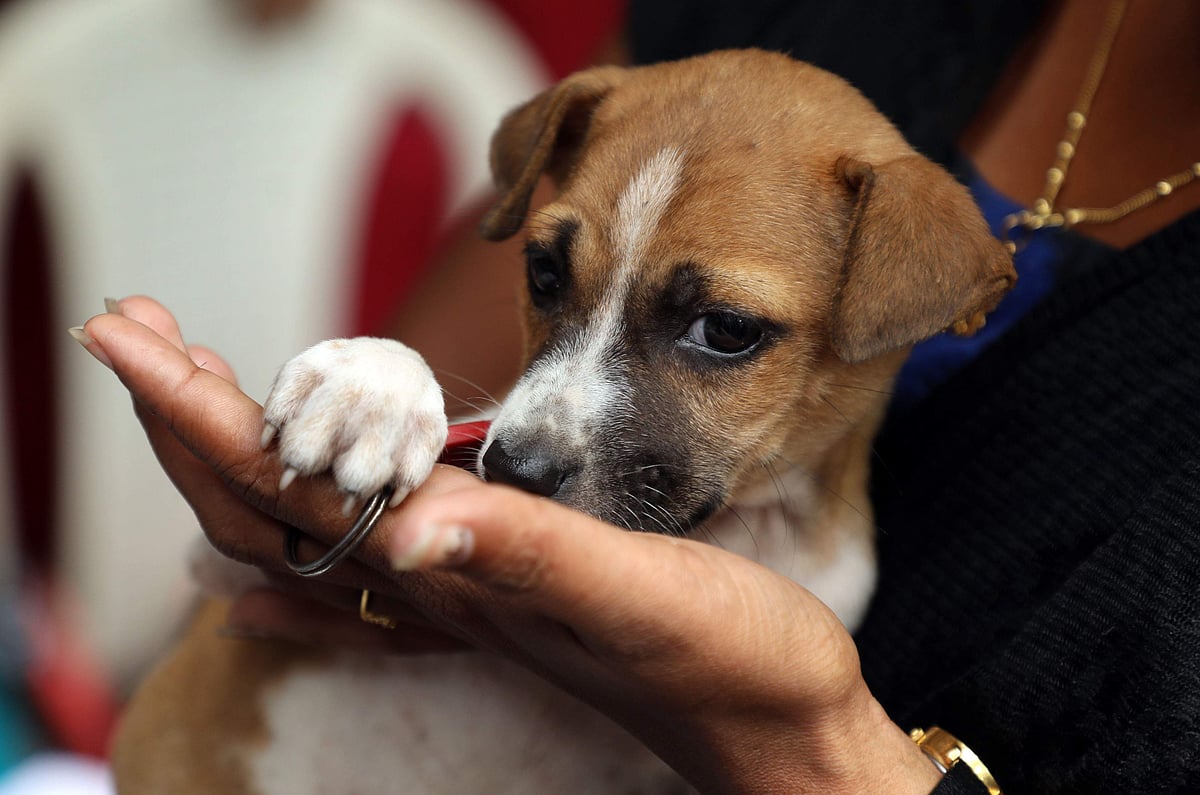 Andhra police rescue puppies, video goes viral